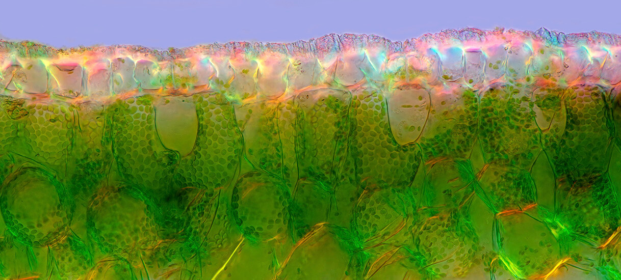 Croucher Senior Research Fellowships | Croucher Foundation